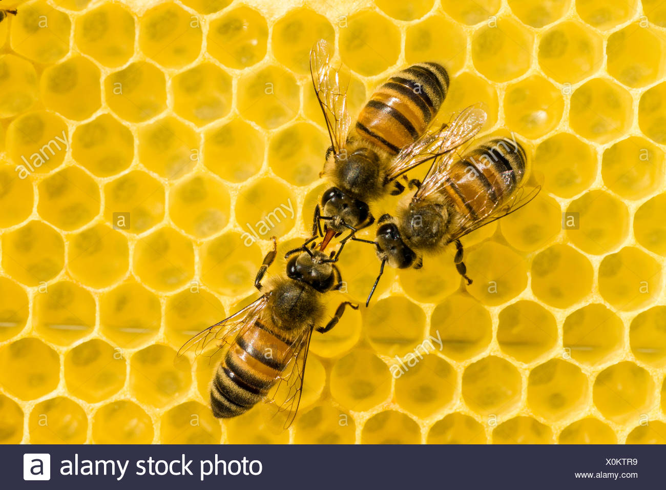 Three Honey Bees High Resolution Stock Photography and Images - Alamy