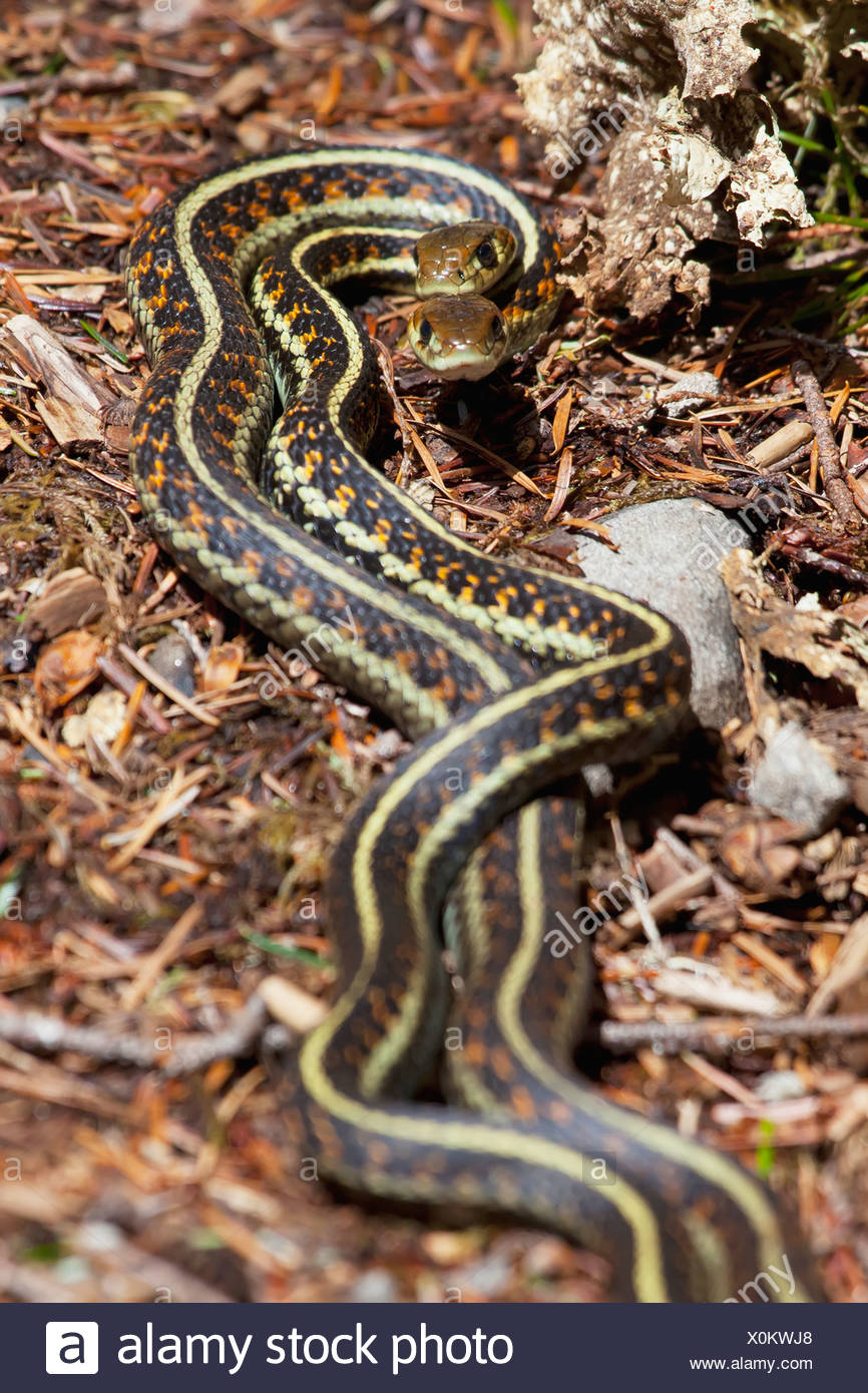 Two Snakes Stock Photos & Two Snakes Stock Images - Alamy