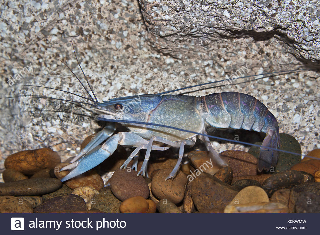 Blauer Floridakrebs High Resolution Stock Photography and Images - Alamy