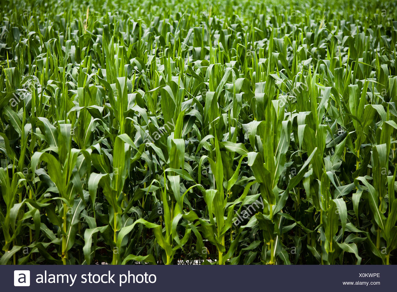 Brazil Agriculture High Resolution Stock Photography and Images - Alamy