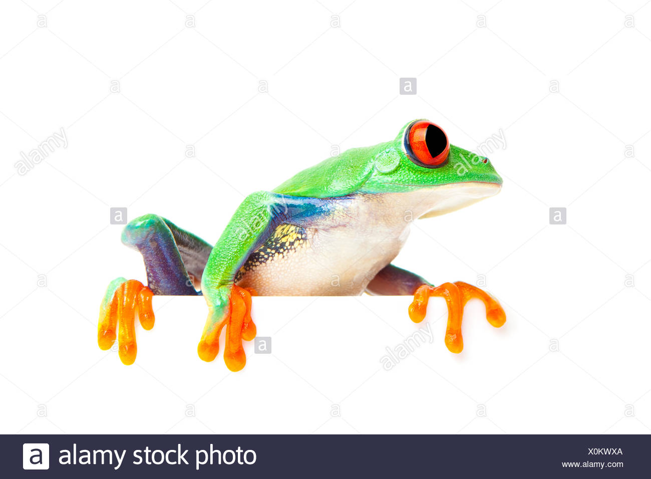 Green Frog With Orange Feet High Resolution Stock Photography and ...