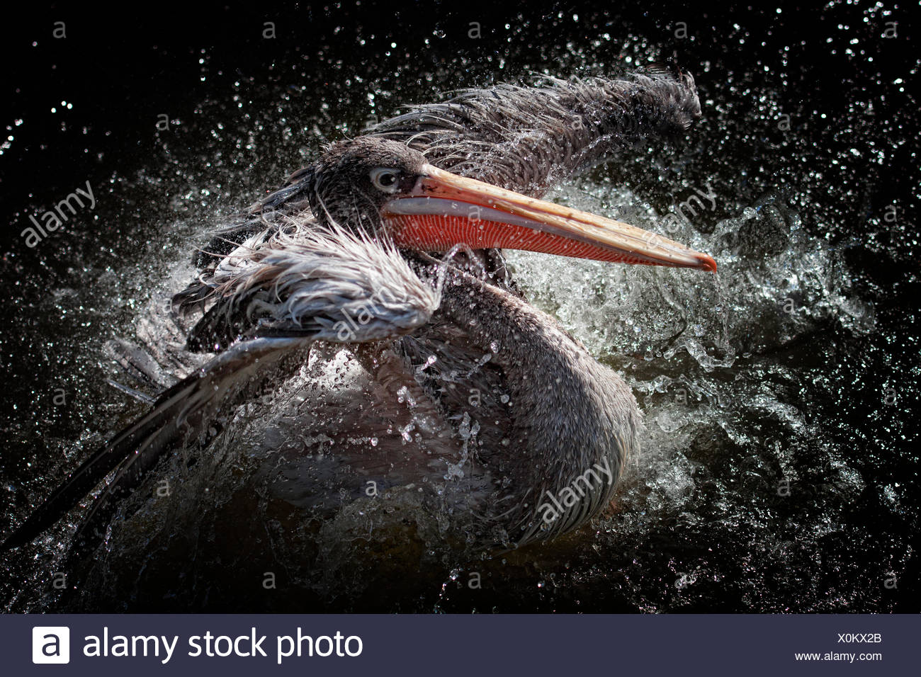 Bird Flapping Its Wings High Resolution Stock Photography and Images ...