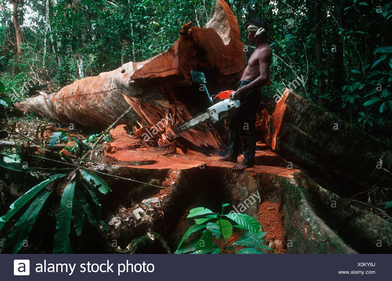 Borneo Logging Rainforest High Resolution Stock Photography and Images ...