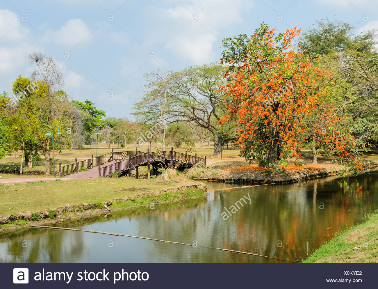 Erythrina Variegata High Resolution Stock Photography and Images - Alamy