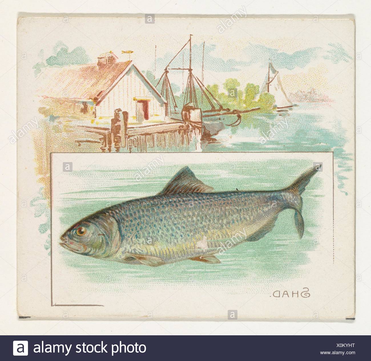 American Shad High Resolution Stock Photography and Images - Alamy