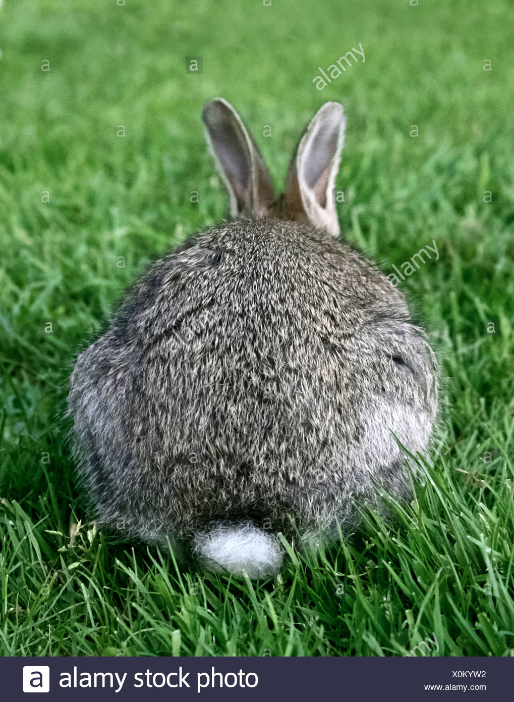 Hungry Bunny High Resolution Stock Photography and Images - Alamy
