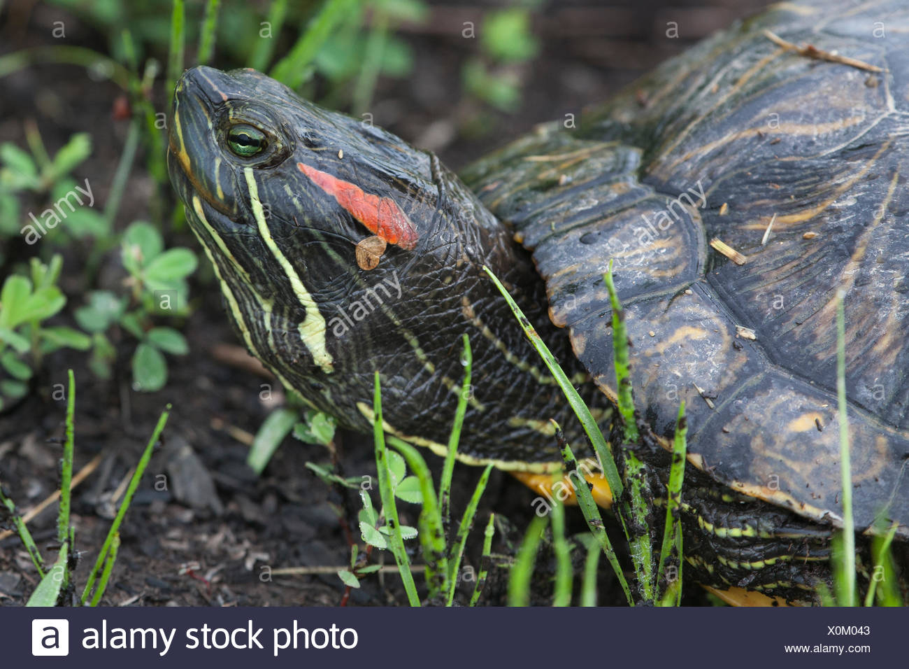 Slider Turtle Stock Photos & Slider Turtle Stock Images - Alamy