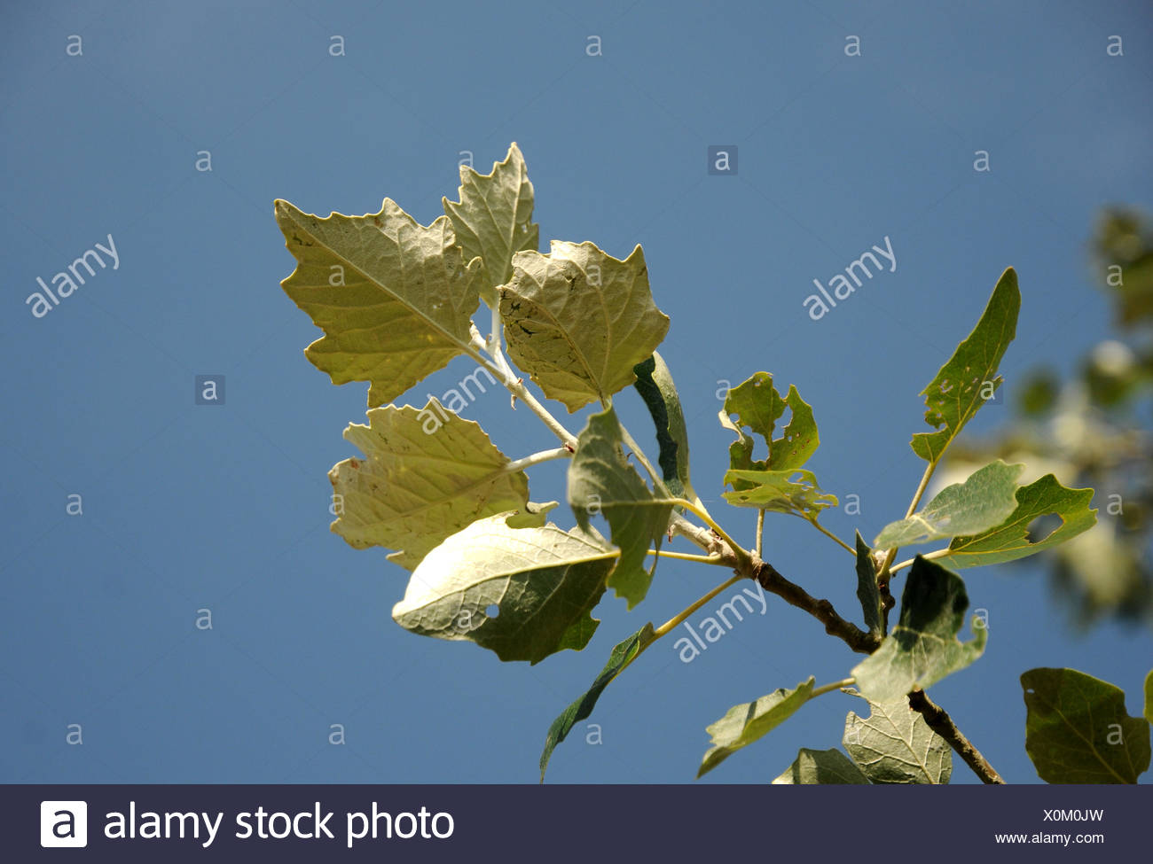 Weisspappel Silber Pappel Populus Alba High Resolution Stock ...