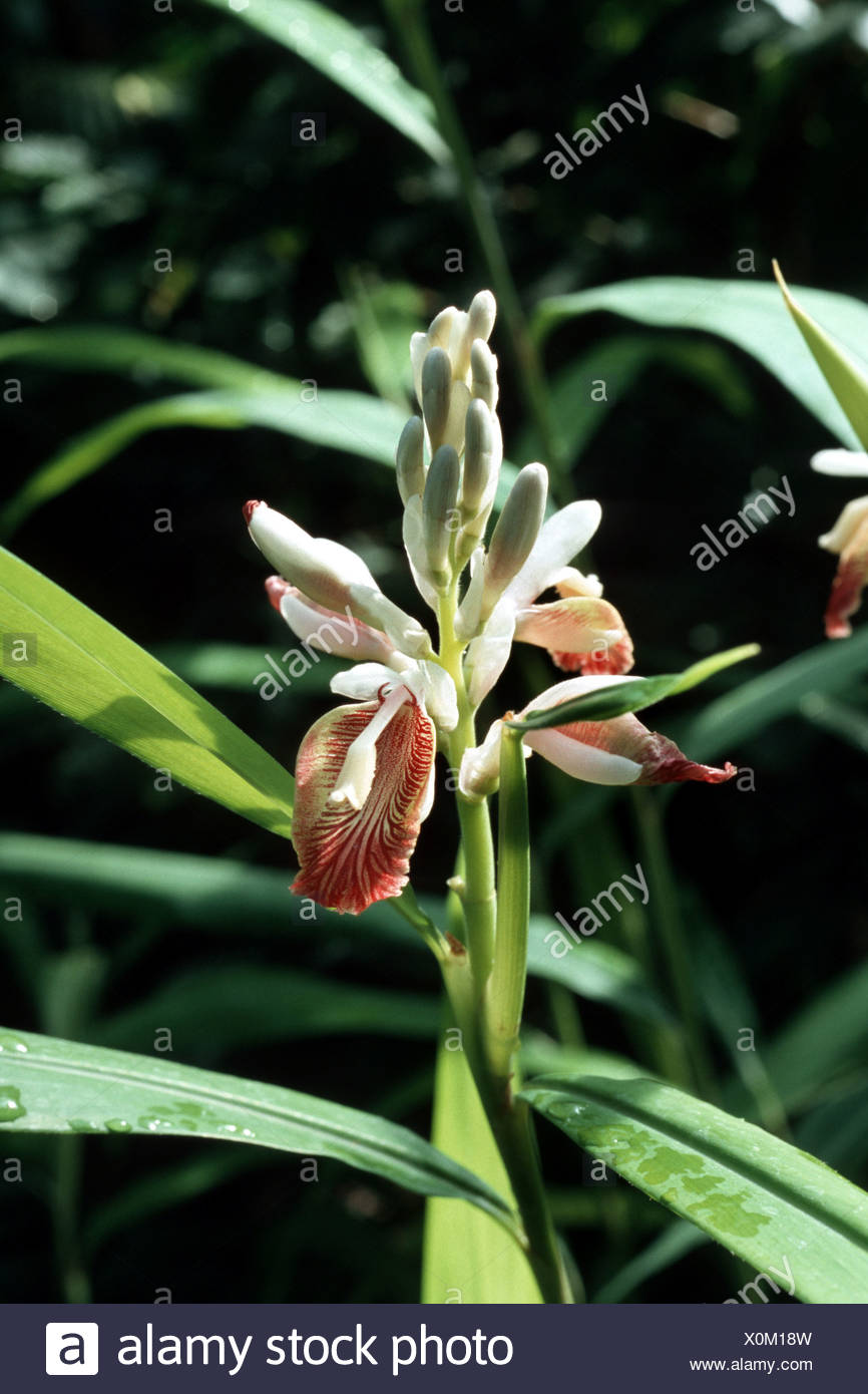 True Cardamom Elettaria Cardamomum Stock Photos & True Cardamom ...