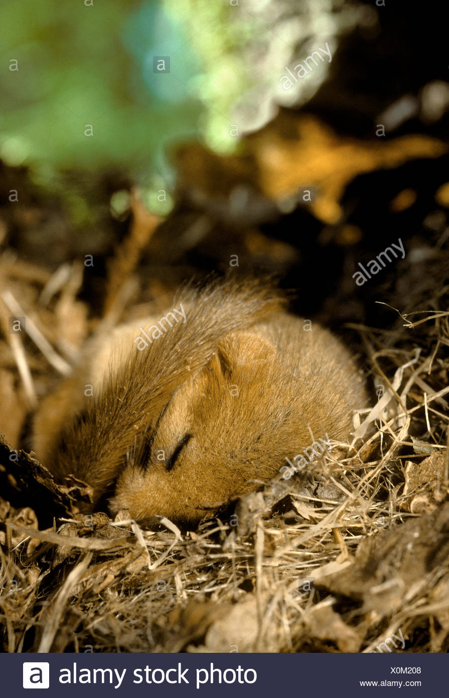 Sleeping Dormouse High Resolution Stock Photography and Images - Alamy