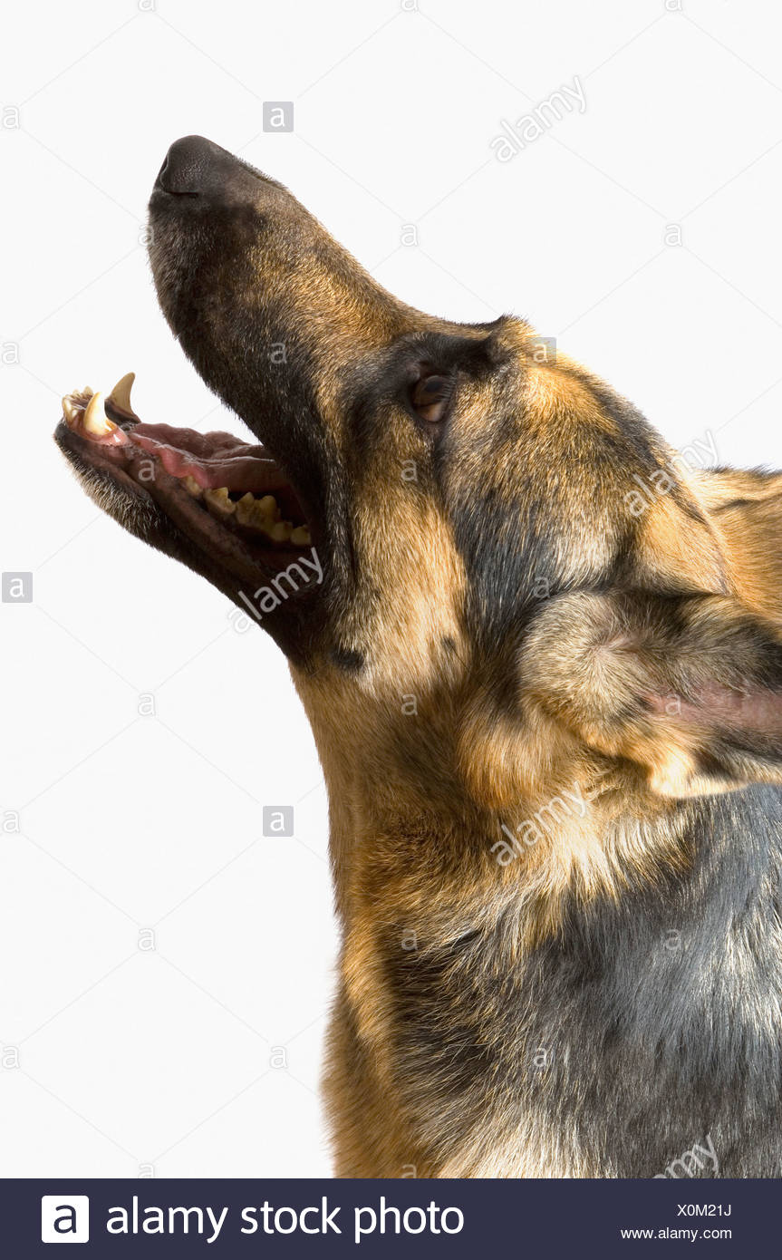 Howling Animals High Resolution Stock Photography and Images - Alamy