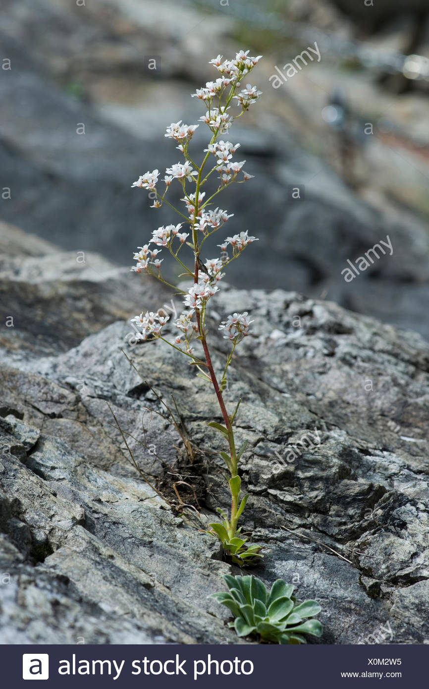 Pyramidal Saxifrage Saxifraga Cotyledon High Resolution Stock ...
