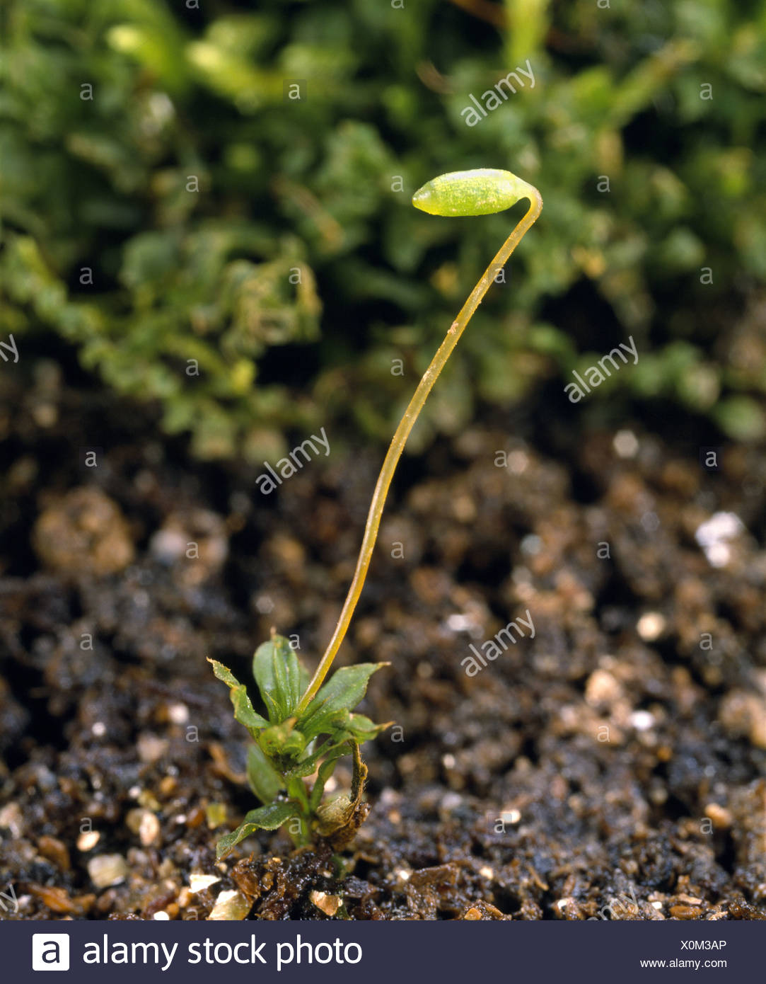 Mnium High Resolution Stock Photography and Images - Alamy