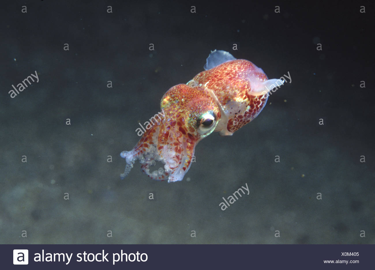 Sepiola High Resolution Stock Photography and Images - Alamy