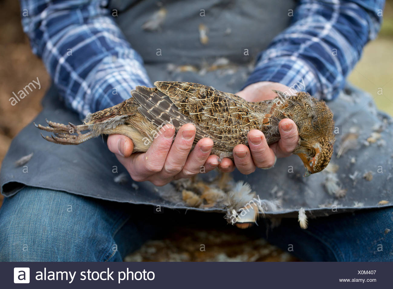 Dead Partridge High Resolution Stock Photography and Images - Alamy