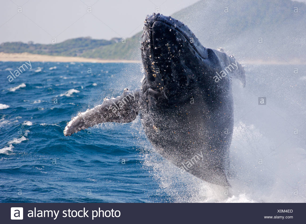 Humpbacked Stock Photos & Humpbacked Stock Images - Alamy
