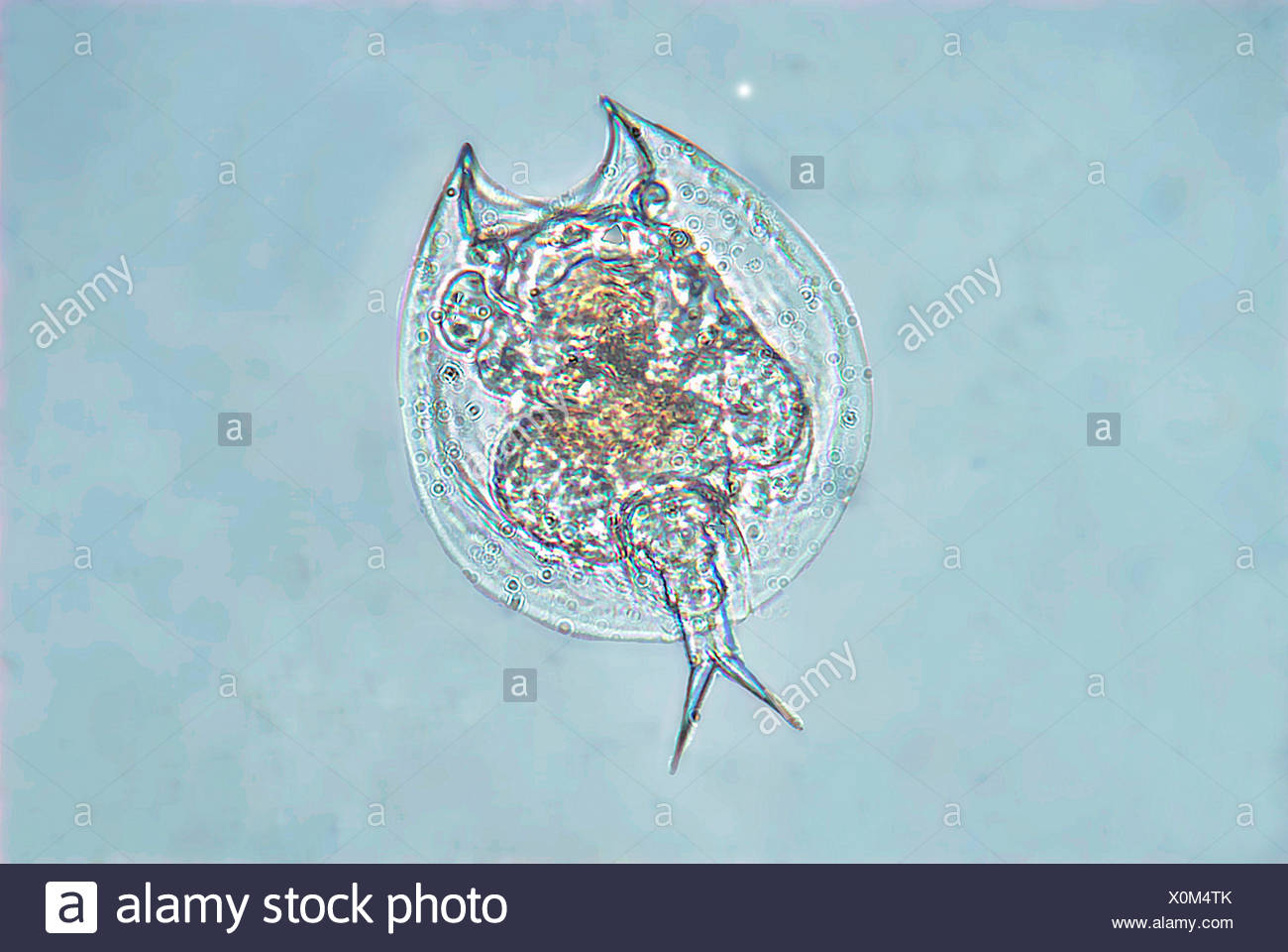 Bearer Background High Resolution Stock Photography and Images - Alamy