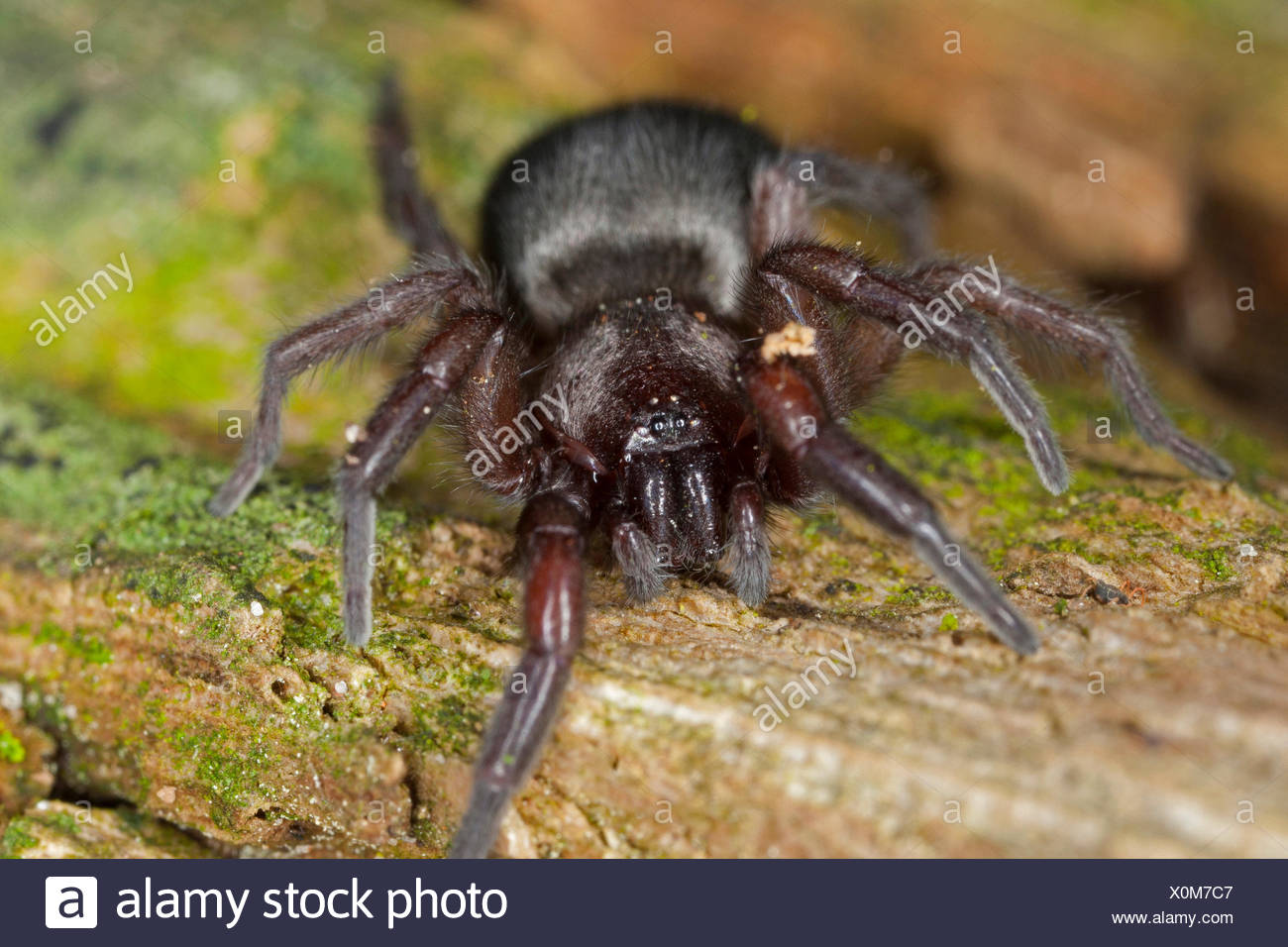 Mouse Spider High Resolution Stock Photography and Images - Alamy