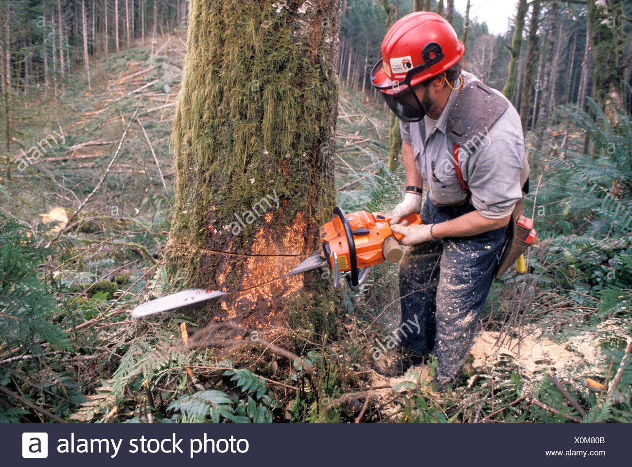 People Cut Down Trees Sell High Resolution Stock Photography and Images ...