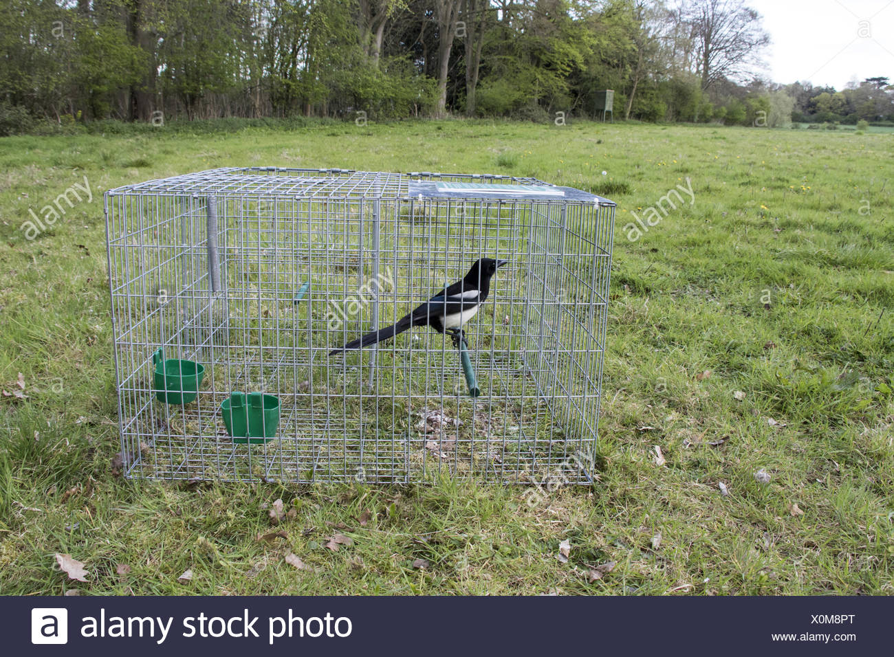 Magpie Trap High Resolution Stock Photography and Images - Alamy
