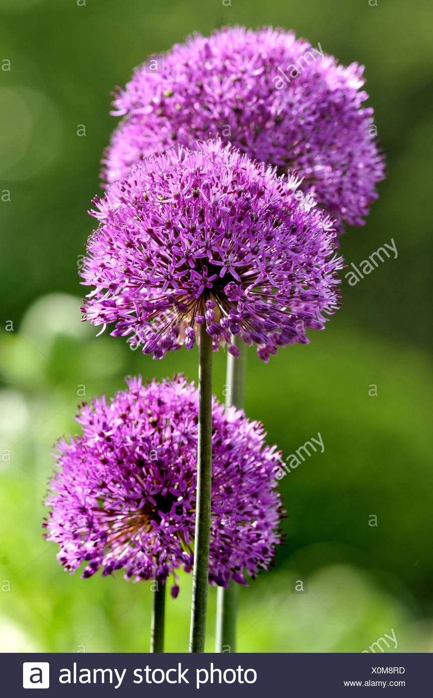 Giant Allium High Resolution Stock Photography and Images - Alamy