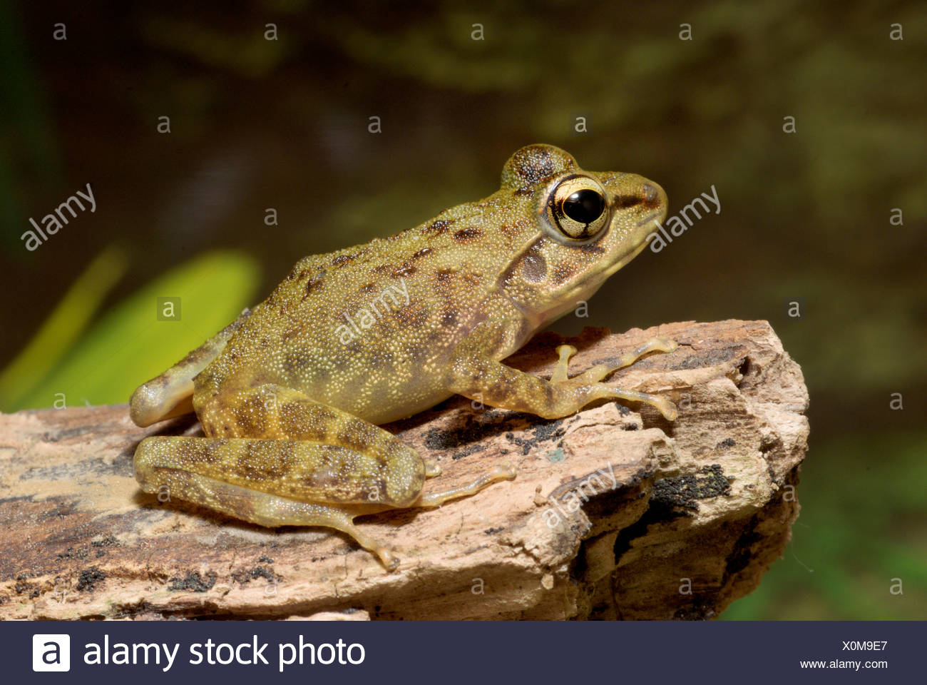 Red Legged Frog High Resolution Stock Photography and Images - Alamy
