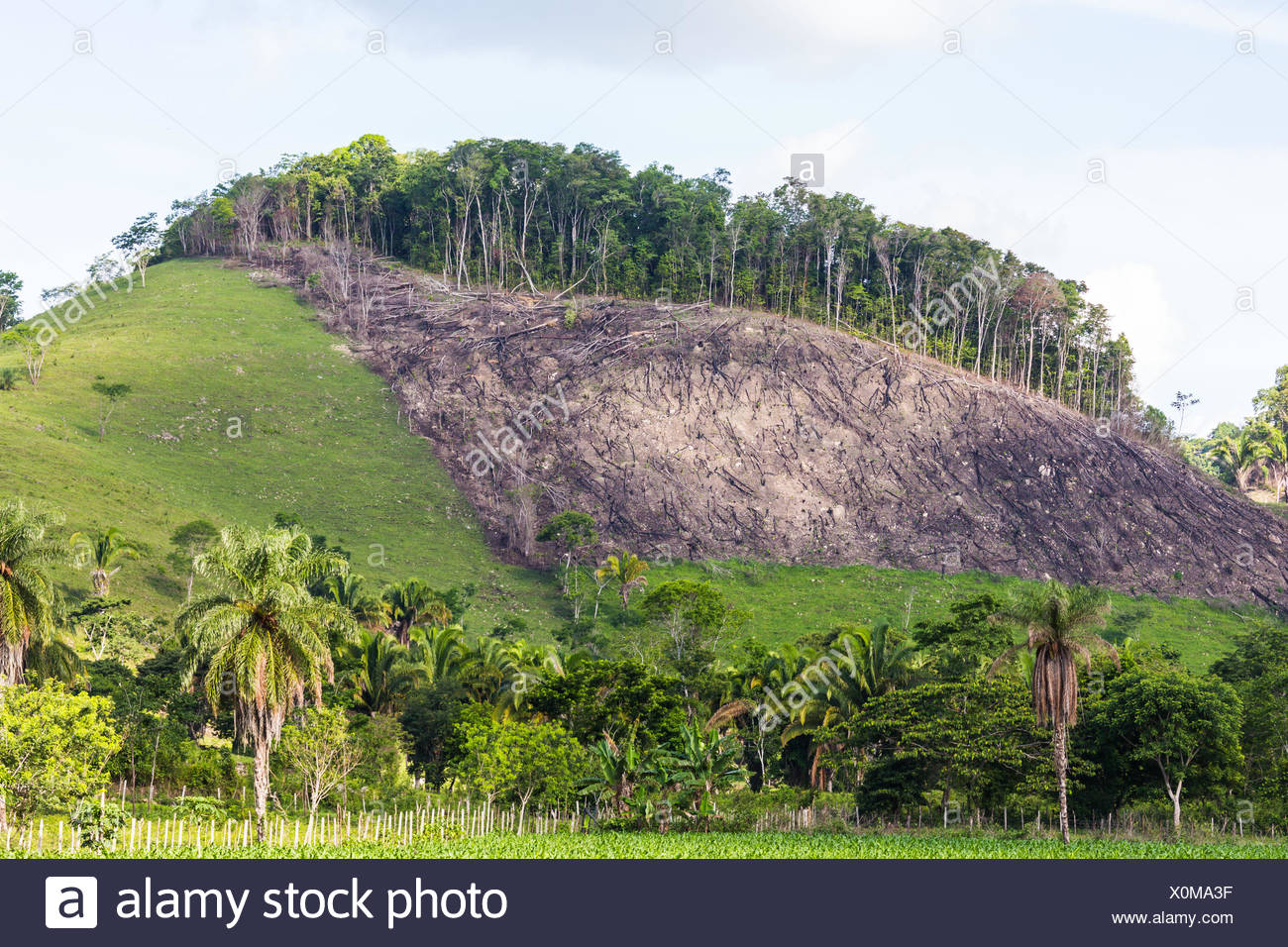 Deforestation High Resolution Stock Photography and Images - Alamy