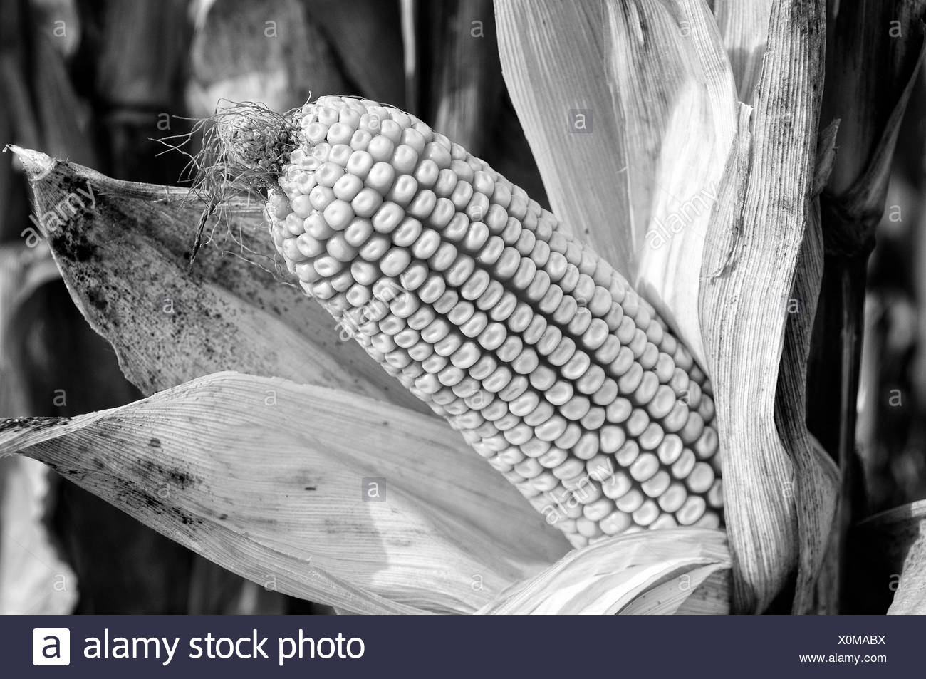 Corn Cob Black and White Stock Photos & Images - Alamy