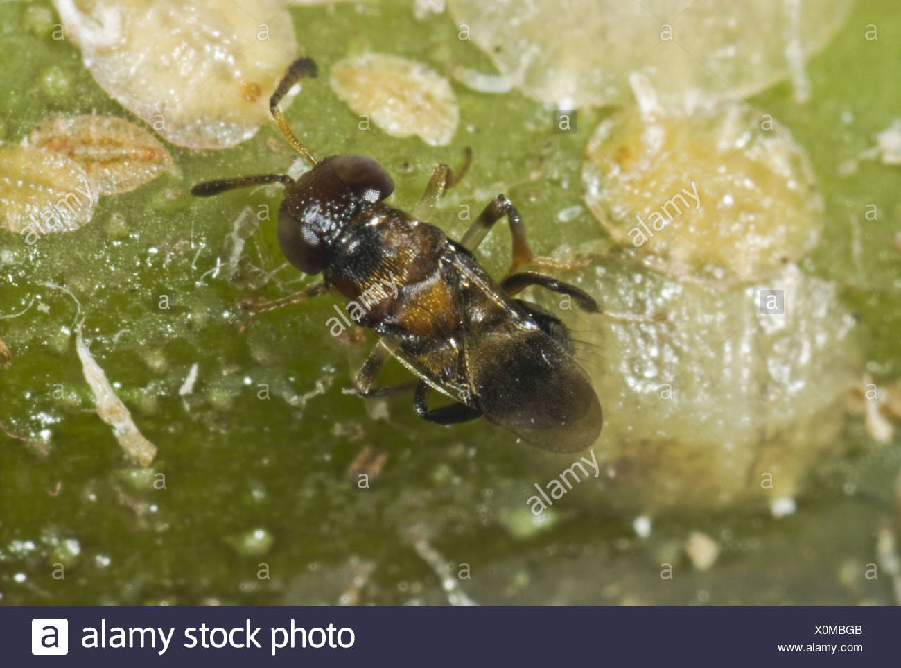 Parasitoid Wasp Eggs High Resolution Stock Photography and Images - Alamy