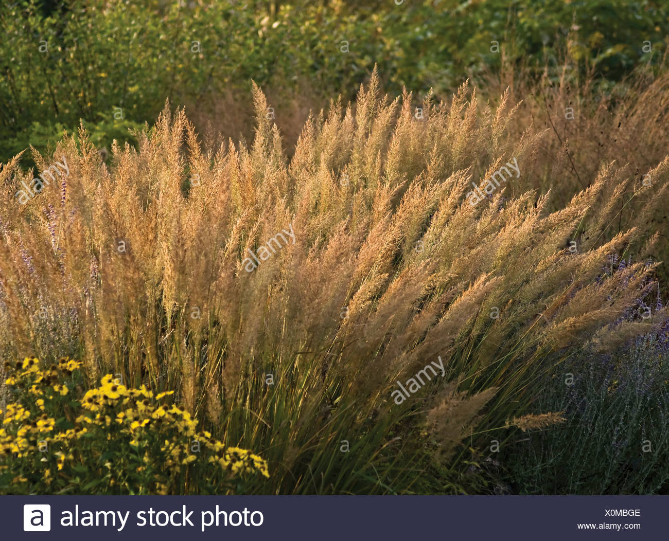Ornamental Grass Border Front Garden High Resolution Stock Photography ...