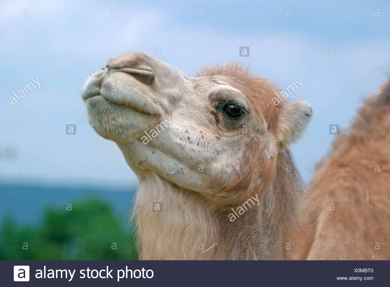 Dromedare High Resolution Stock Photography and Images - Alamy