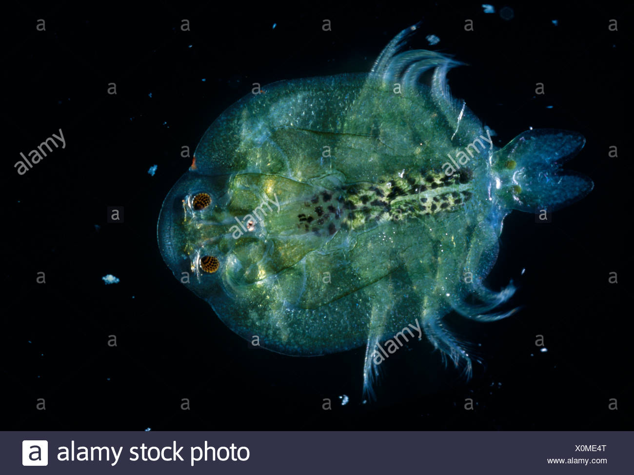 Light Microscopies High Resolution Stock Photography and Images - Alamy