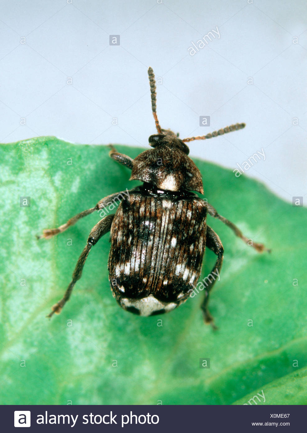 Pea Beetle High Resolution Stock Photography and Images - Alamy