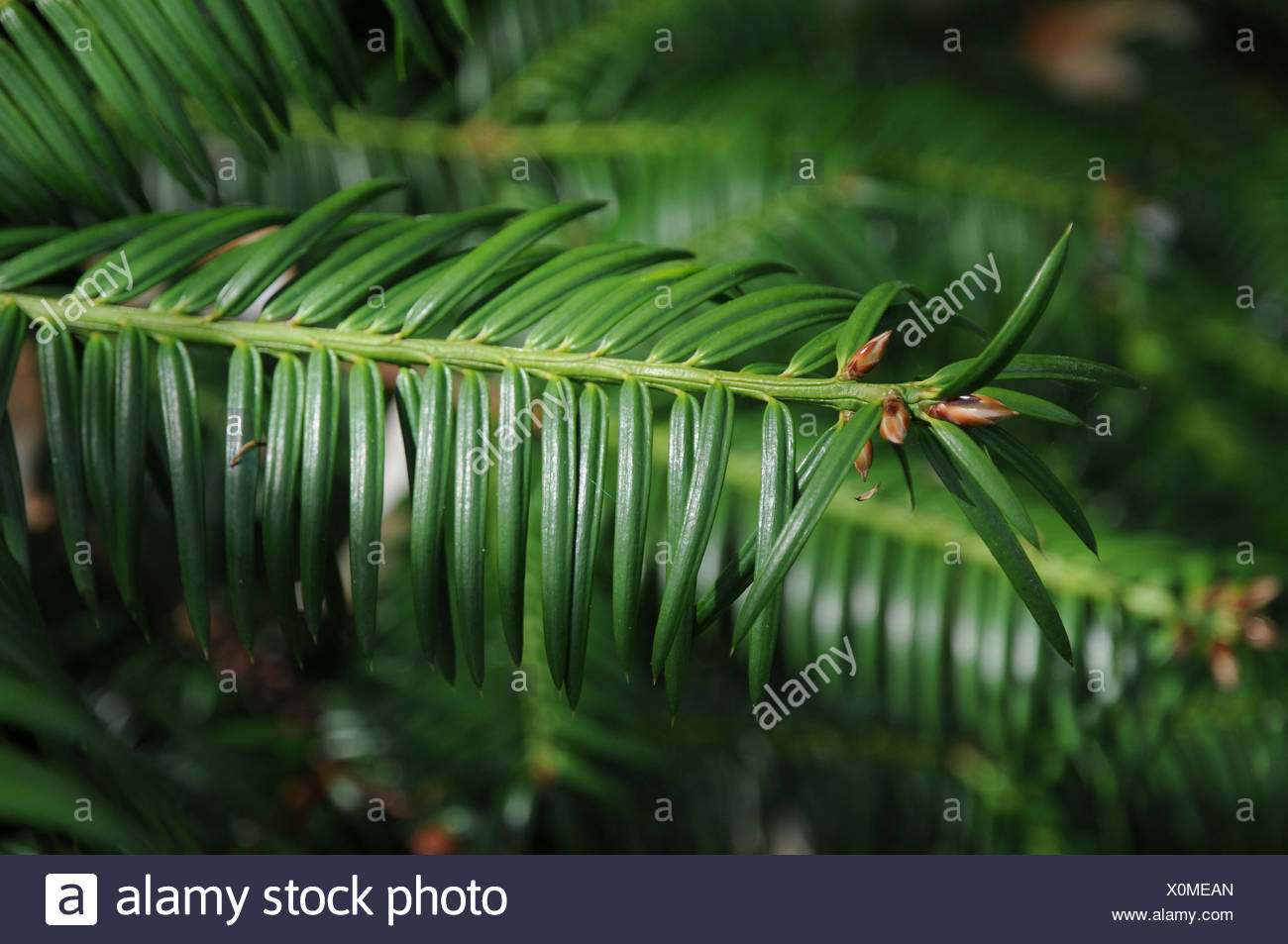 Torreya Nucifera Japanese Nutmeg High Resolution Stock Photography and ...