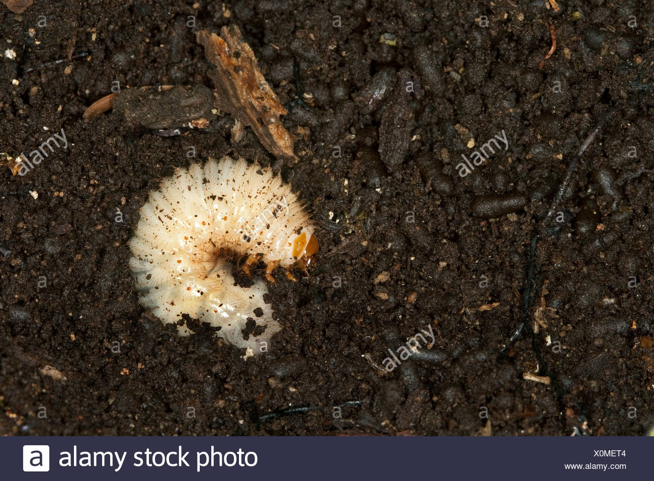 Beetle Larva Wood High Resolution Stock Photography and Images - Alamy