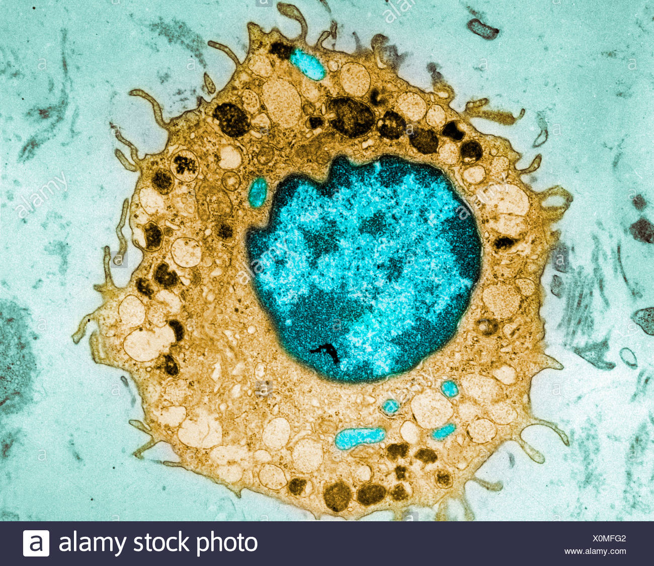 Micrograph High Resolution Stock Photography and Images - Alamy