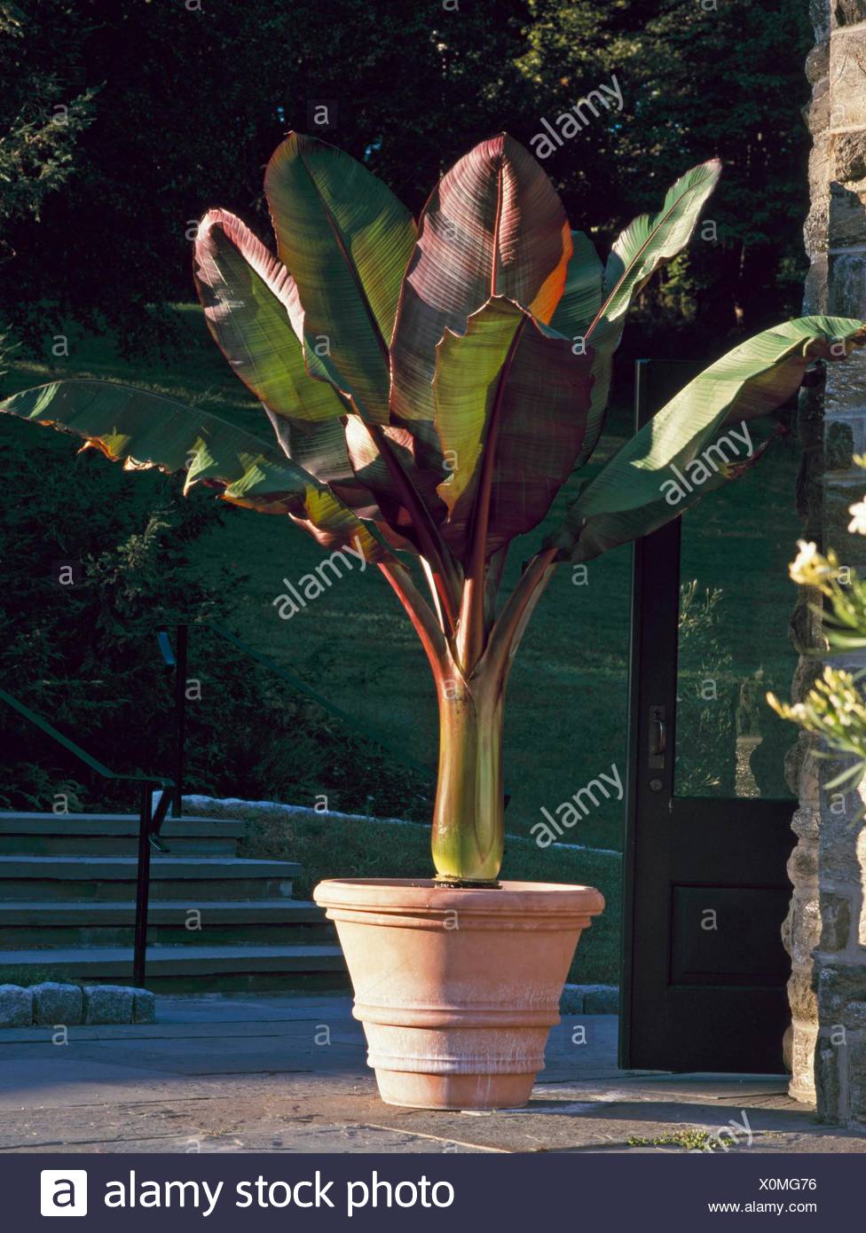 Ensete Ventricosum Maurelii High Resolution Stock Photography and ...