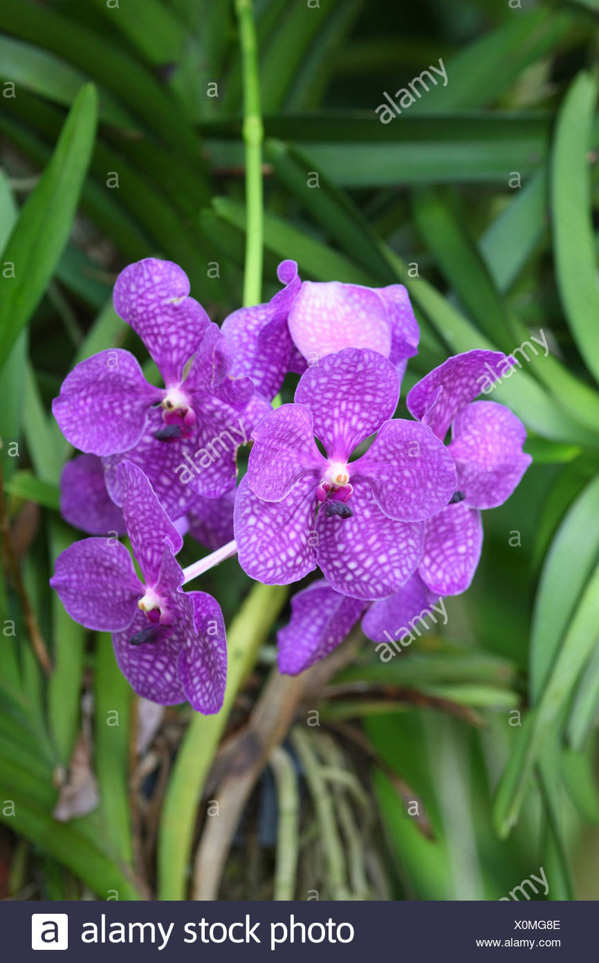 Orchid Vanda Coerulea High Resolution Stock Photography and Images - Alamy