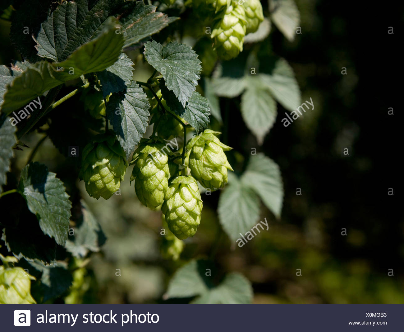 Pflanze Hopfen High Resolution Stock Photography and Images - Alamy
