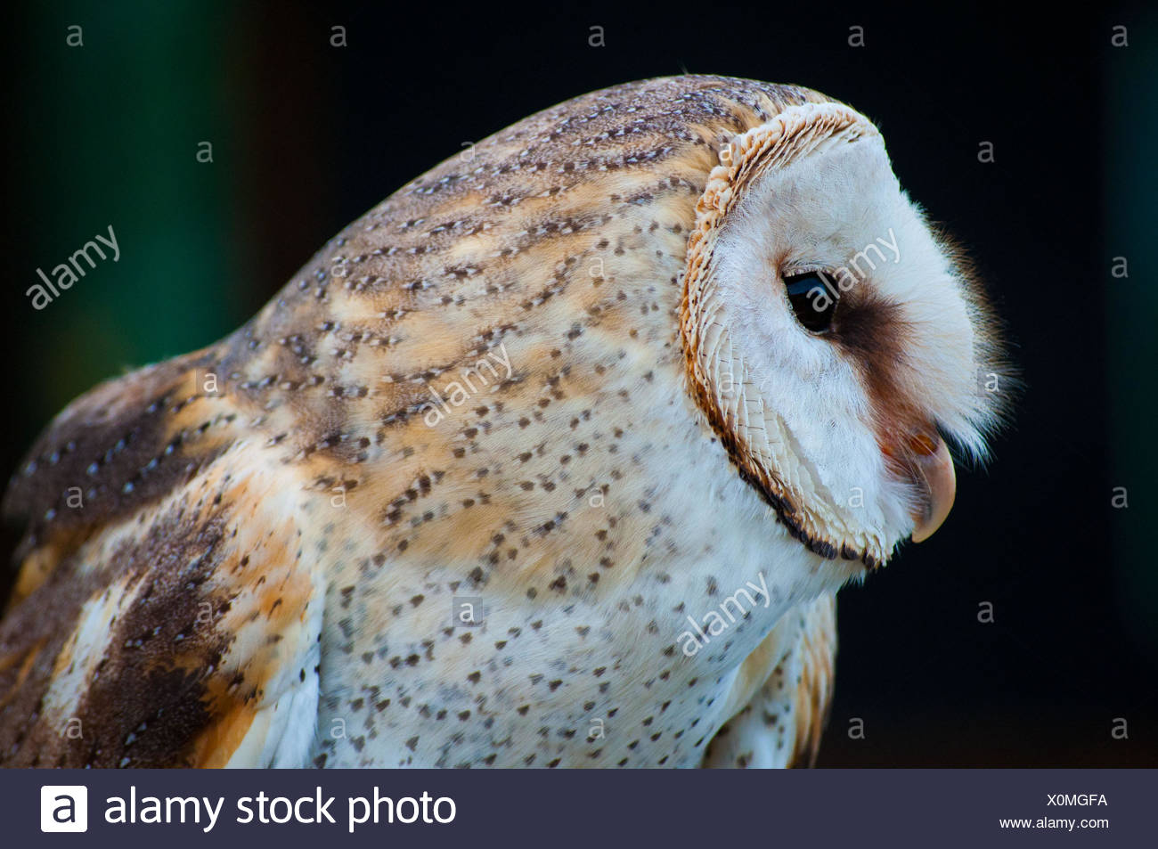 Wild Barn Owl High Resolution Stock Photography and Images - Alamy