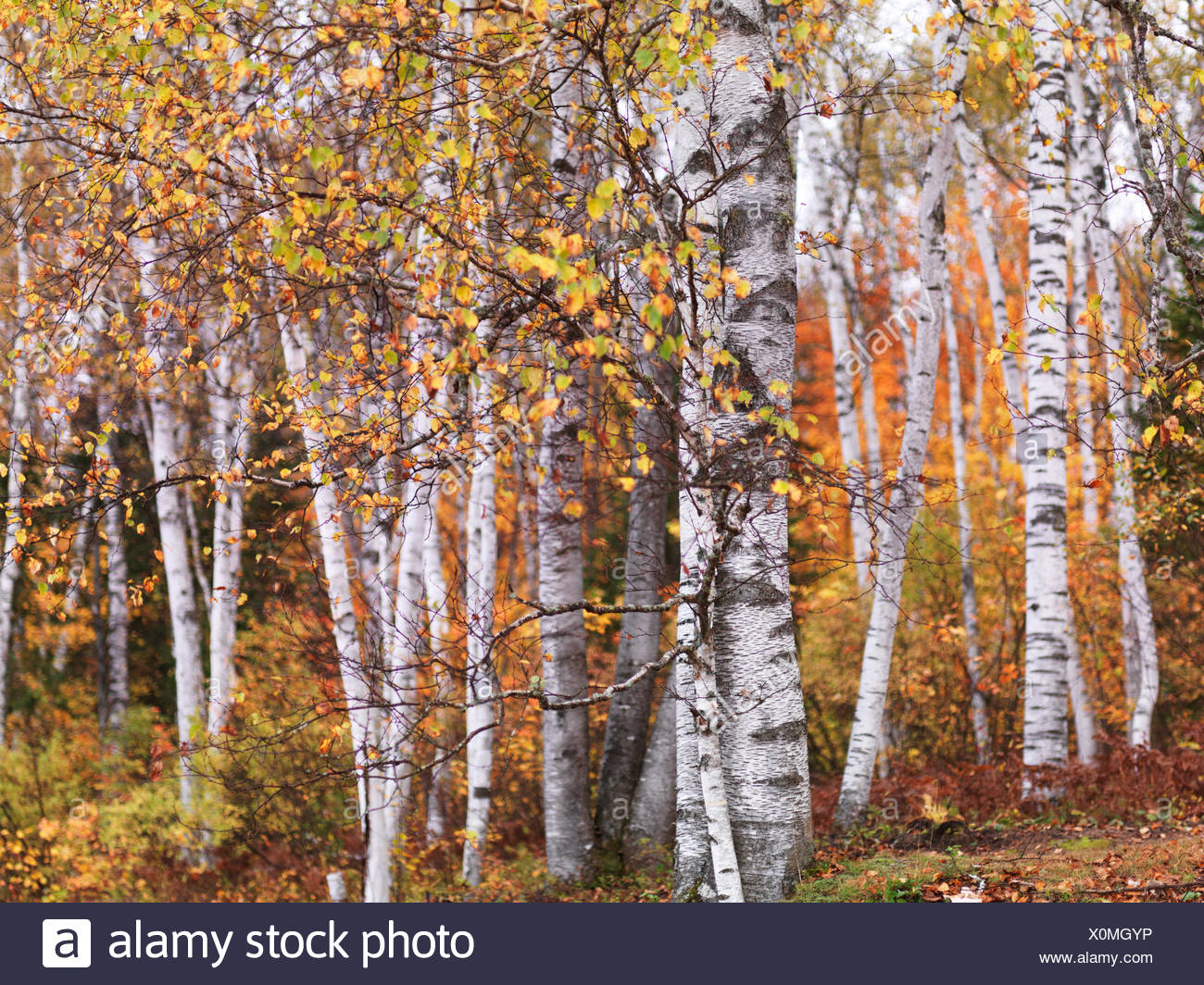 Birch Trees In Autumn Leaves High Resolution Stock Photography and ...