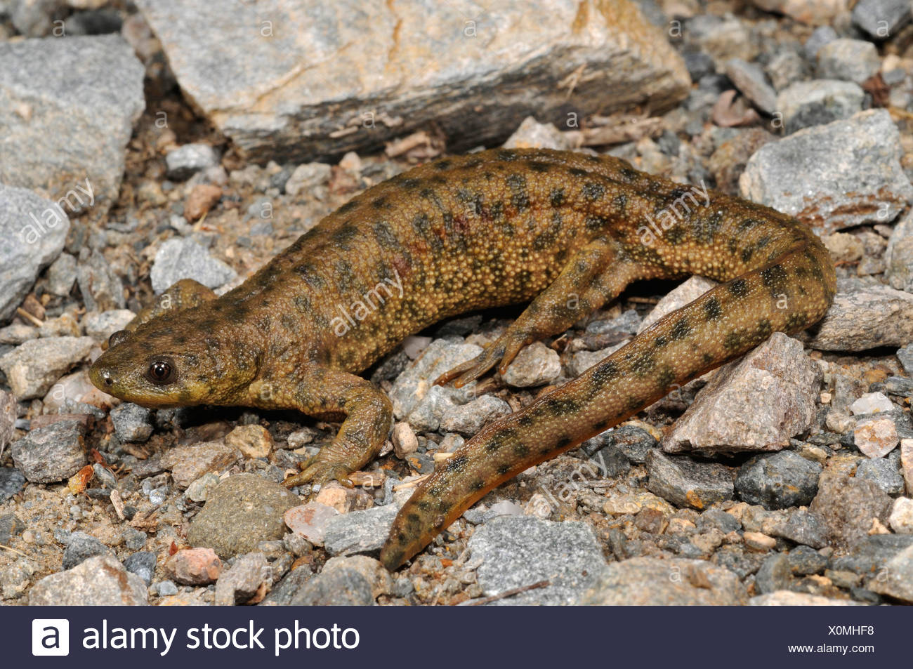 Iberian Ribbed Newts High Resolution Stock Photography and Images - Alamy