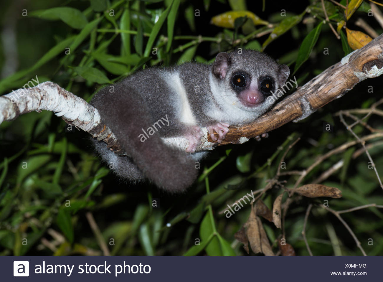 Dwarf Lemur High Resolution Stock Photography and Images - Alamy