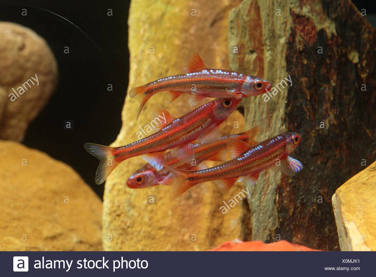 Notropis Chrosomus High Resolution Stock Photography and Images - Alamy