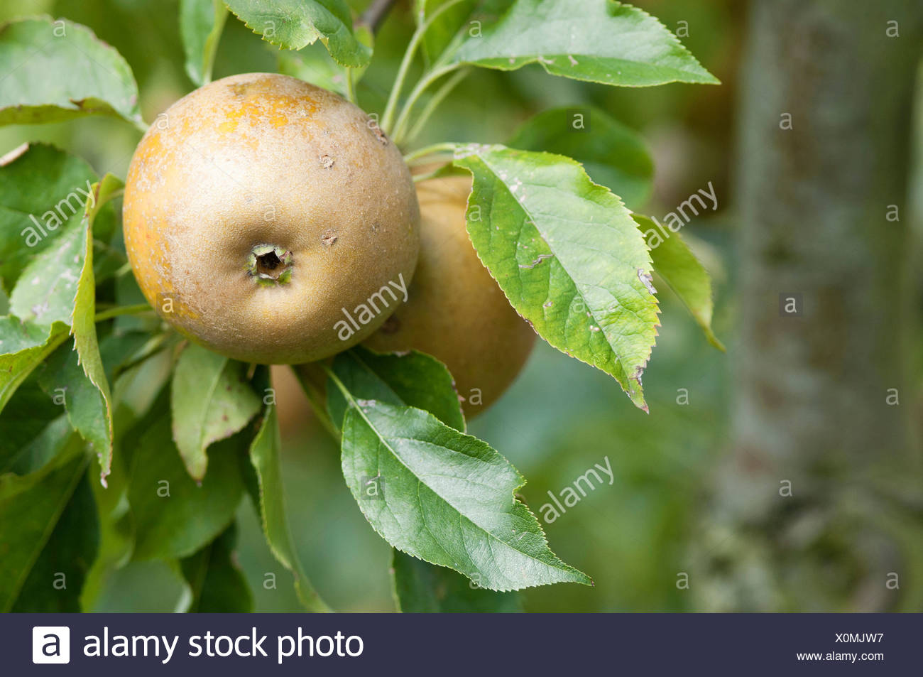Egremont Russet Apple Stock Photos & Egremont Russet Apple Stock Images ...