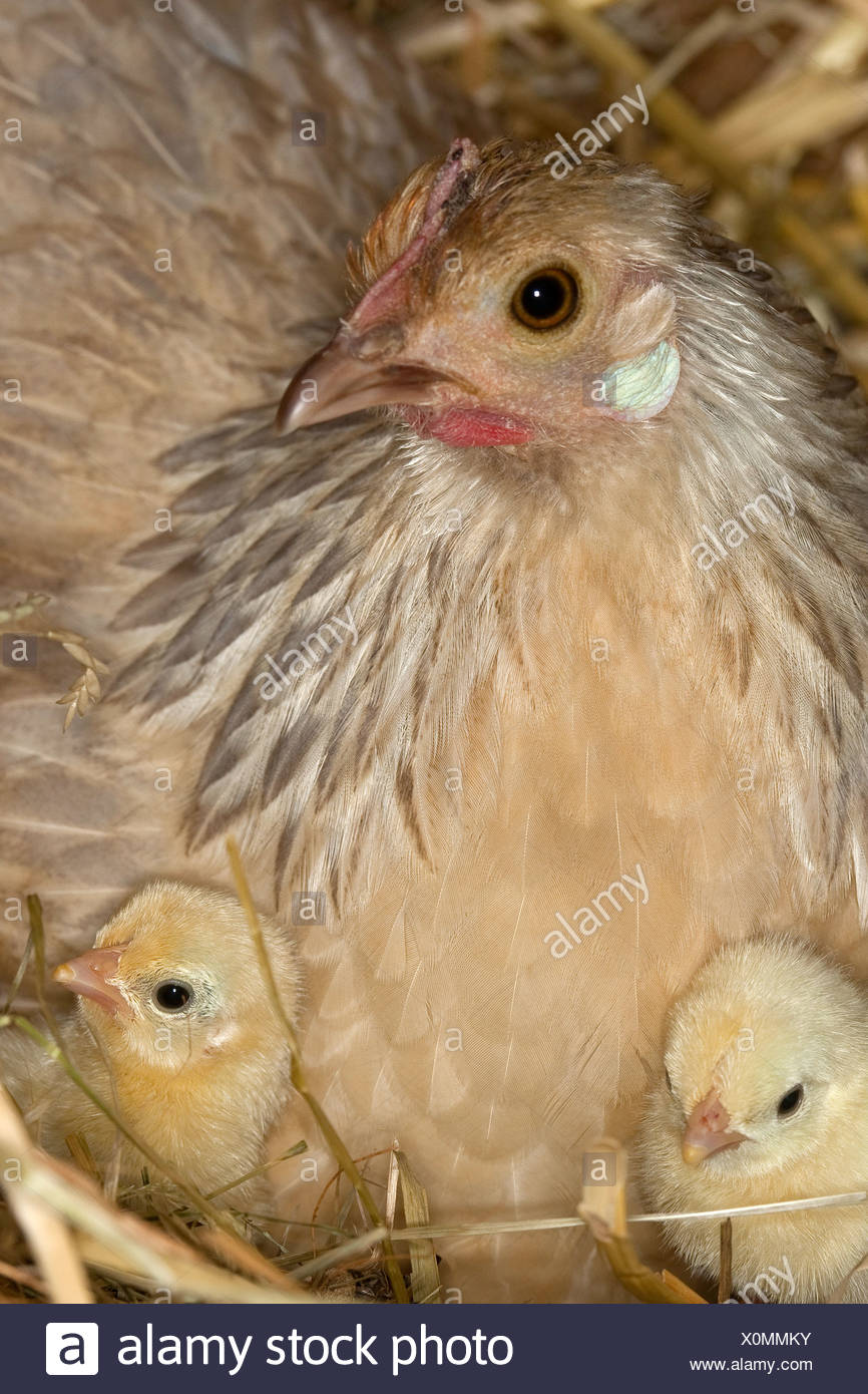 Bantam Gallus Gallus F Domestica High Resolution Stock Photography and ...