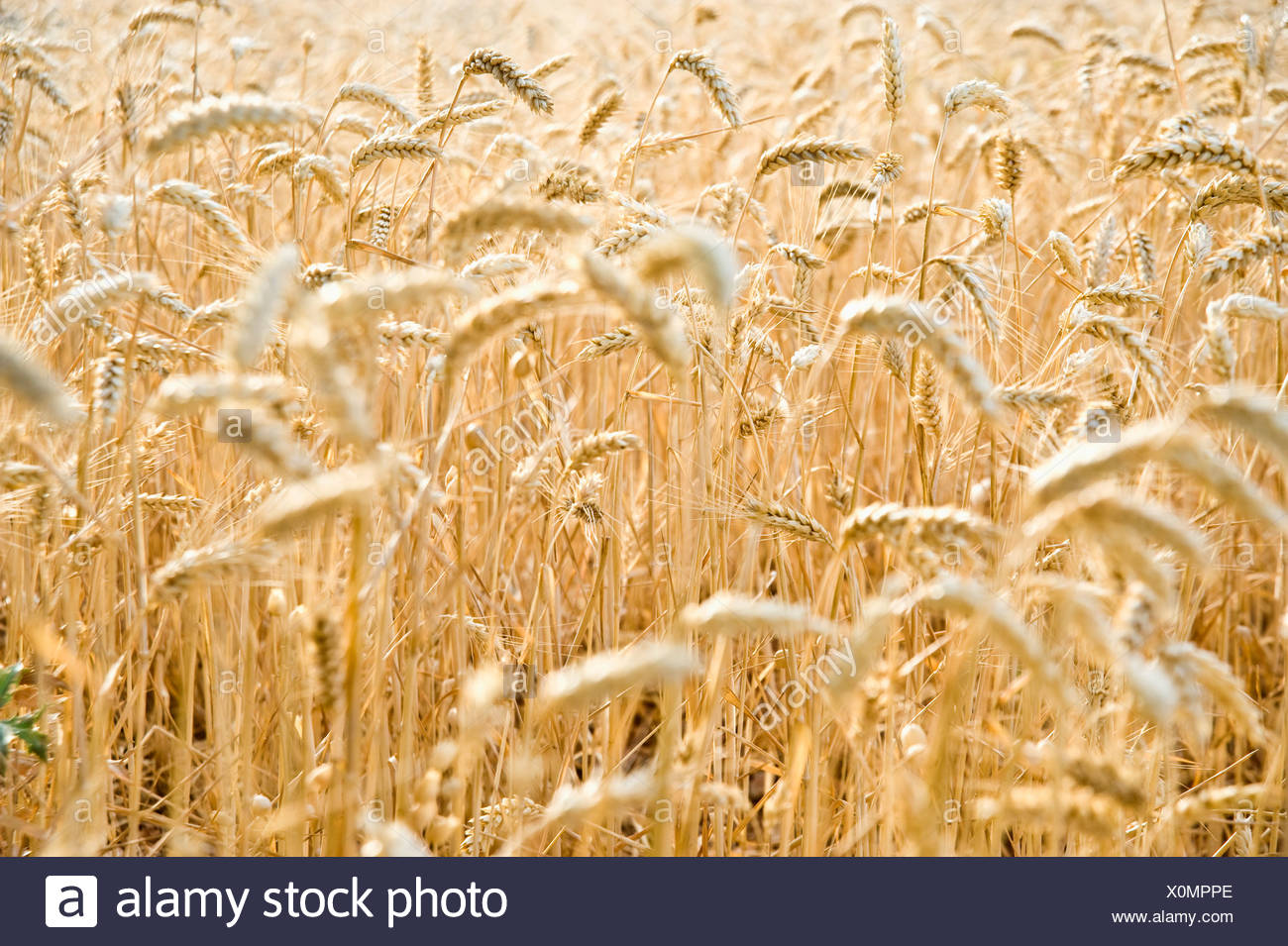 Wheat Plantation High Resolution Stock Photography and Images - Alamy