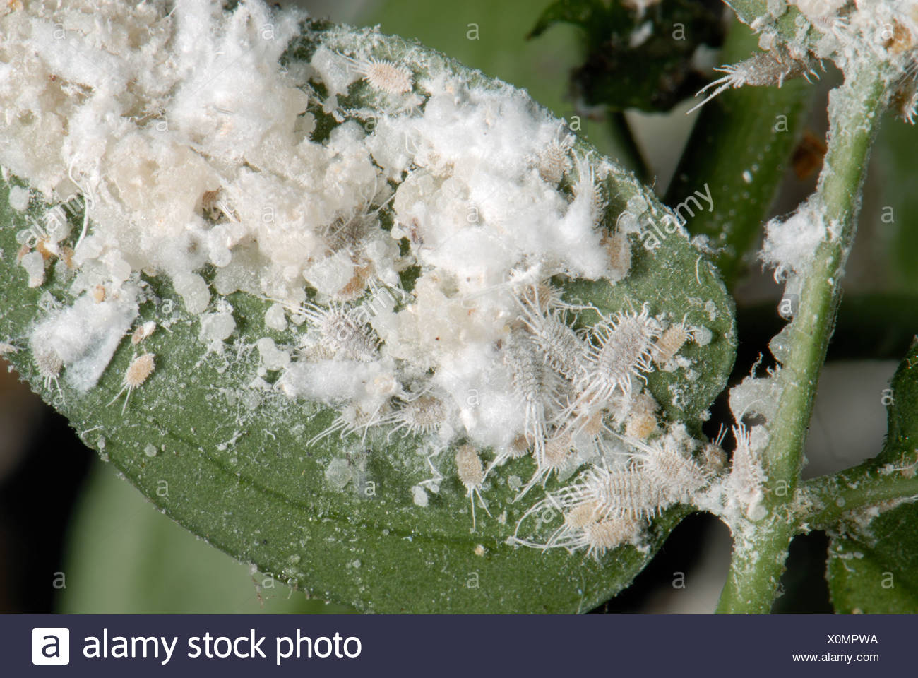Long Tailed Mealybug Pseudococcus Longispinus High Resolution Stock ...