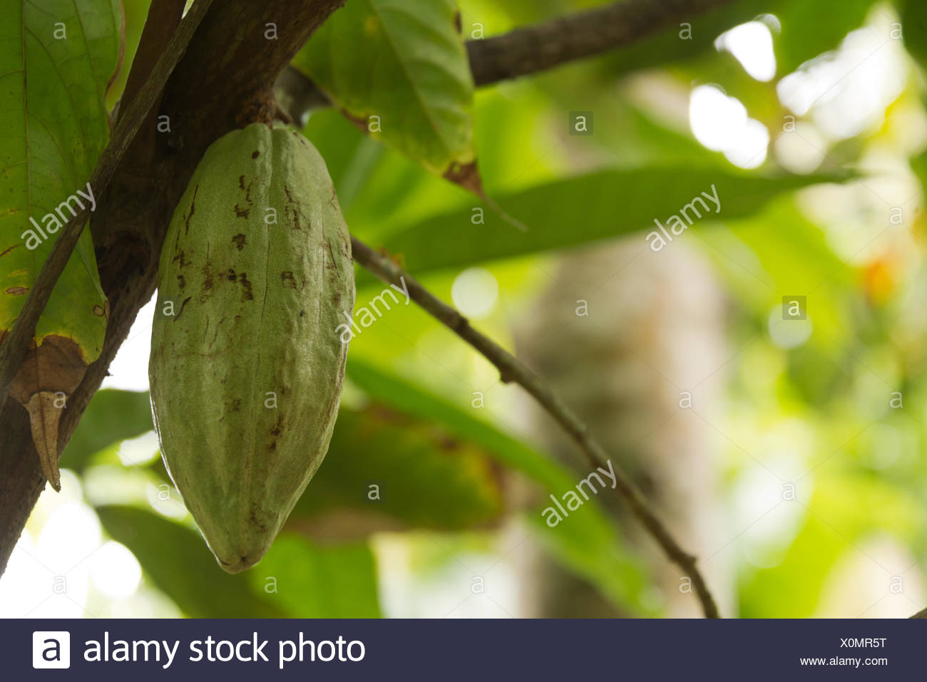 Cocoa Bean Cocoa Africa High Resolution Stock Photography and Images ...