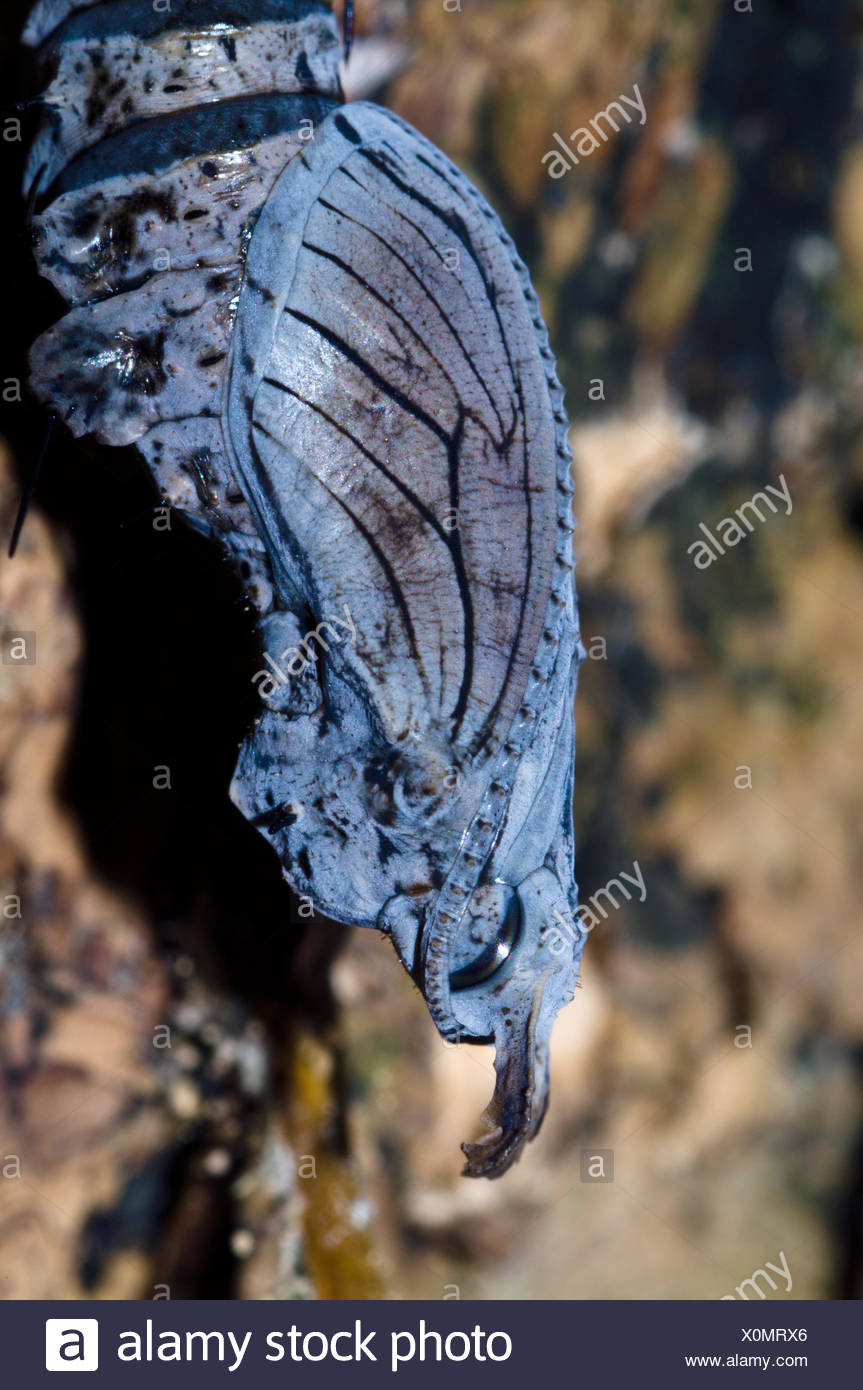Pilpintuwasi High Resolution Stock Photography and Images - Alamy
